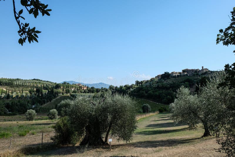Landscape in Tuscany in Italy with Olive Trees and Dry Grass Fields ...
