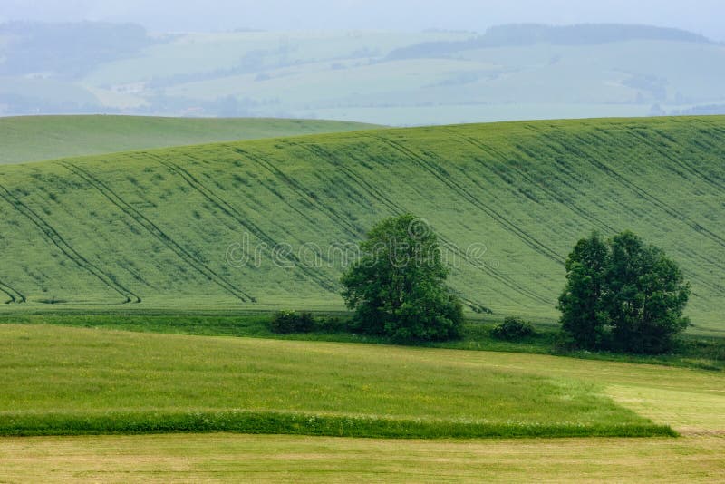 Landscape with a Two Green Tree in a Green Field Stock Photo - Image of ...