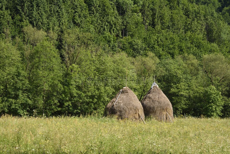 Landscape with Haystacks and Green Grass Stock Photo - Image of ...