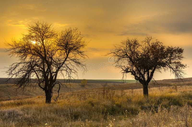 Landscape with two trees stock image. Image of wild, outdoor - 60341367