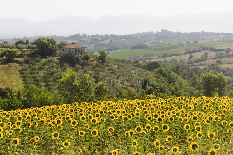 Medieval Todi , Umbria stock image. Image of forest, exterior - 38763369