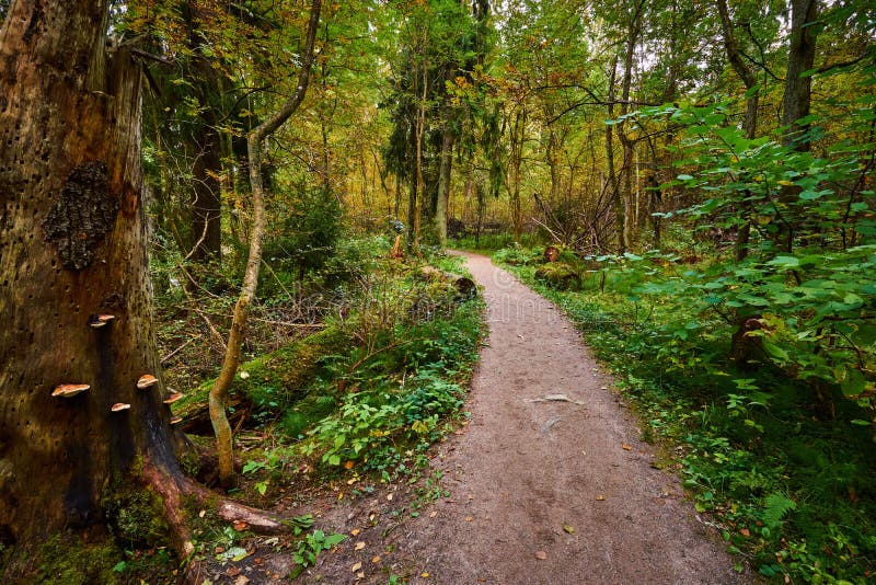Landscape of Unpaved Pathway between Trees in Green Forest Stock Photo ...