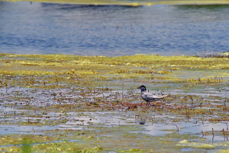 Landscape in Vacaresti Nature Park, Landmark Attraction in Bucharest ...