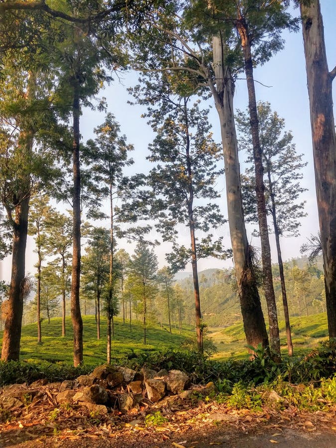 Valparai stock image. Image of trees, nature, landscape - 137077635