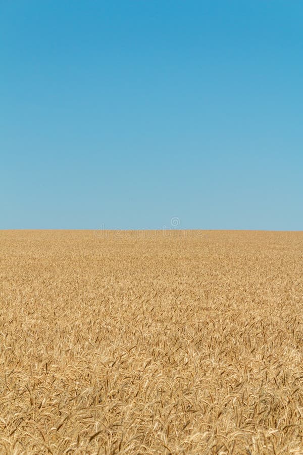 Landscape of a Vast Field of Wheat Stock Photo - Image of flag, cereal ...