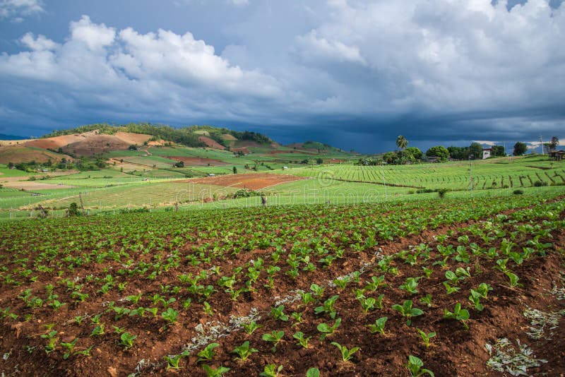Landscape of Vegetable Field Stock Photo - Image of early, garden: 75274478
