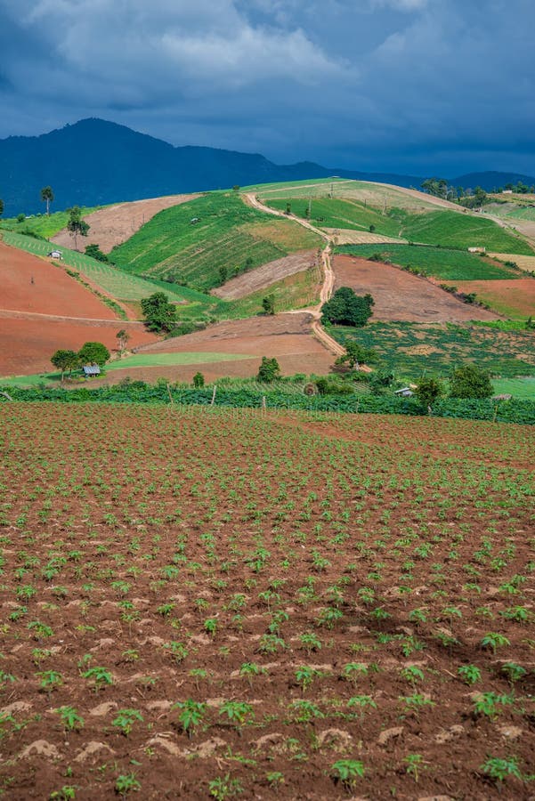 Landscape of Vegetable Field Stock Image - Image of leaf, country: 75274389