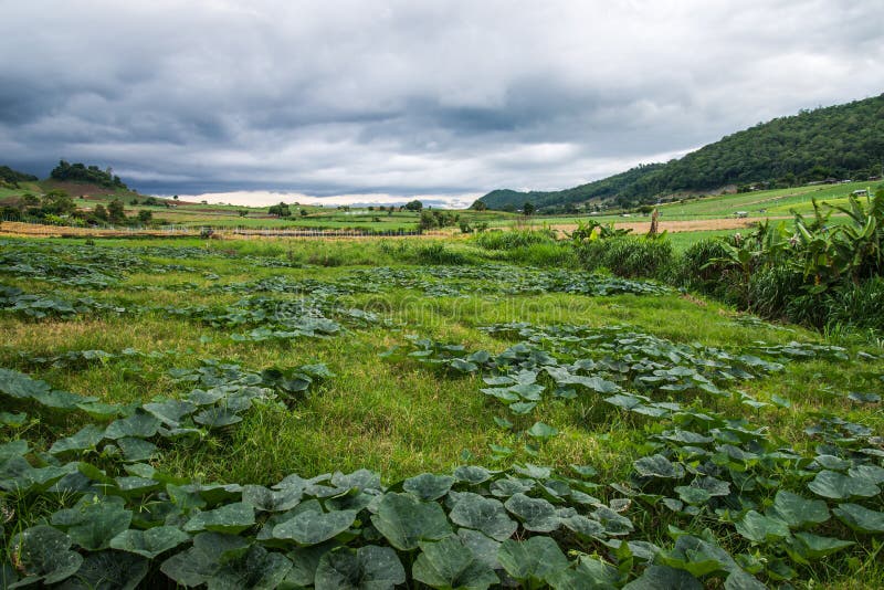 Landscape of Vegetable Field Stock Image - Image of natural, grain ...