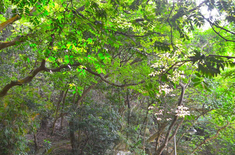 The Landscape of Vegetative, the Nature Concept Stock Photo - Image of ...