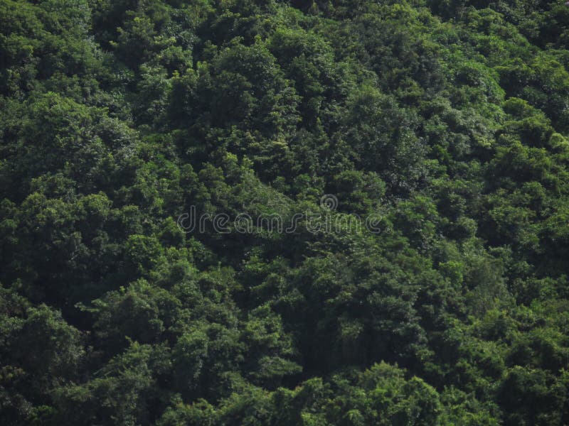 The Landscape of Vegetative, the Nature Concept Stock Photo - Image of ...