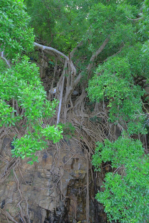 The Landscape of Vegetative, the Nature Concept Stock Photo - Image of ...