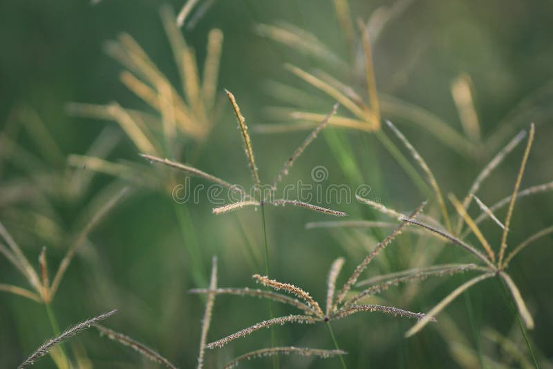 The Landscape of Vegetative, the Nature Concept Stock Photo - Image of ...
