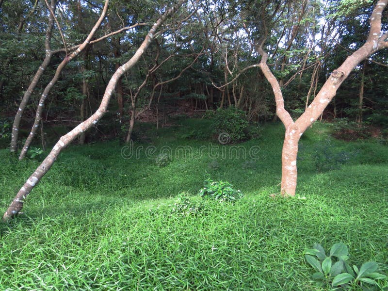 The Landscape of Vegetative, the Nature Concept Stock Photo - Image of ...