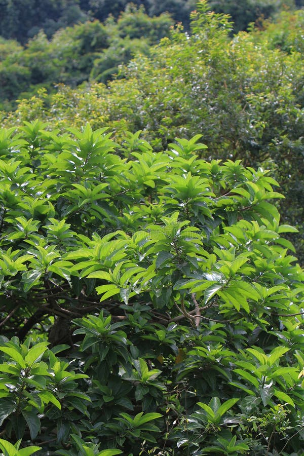 The Landscape of Vegetative, the Nature Concept Stock Image - Image of ...