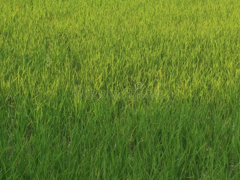 Landscape of Very Lush Green Rice Fields Stock Image - Image of plain ...