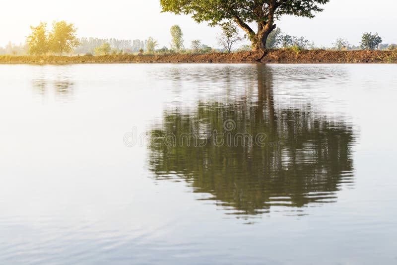 Tree View in Water Reflection. Stock Photo - Image of outdoor ...
