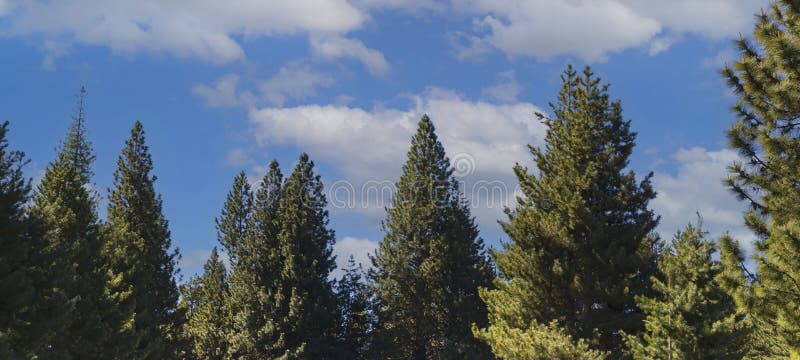The Landscape View of Alpine Wood with Blue Sky Background Stock Photo ...
