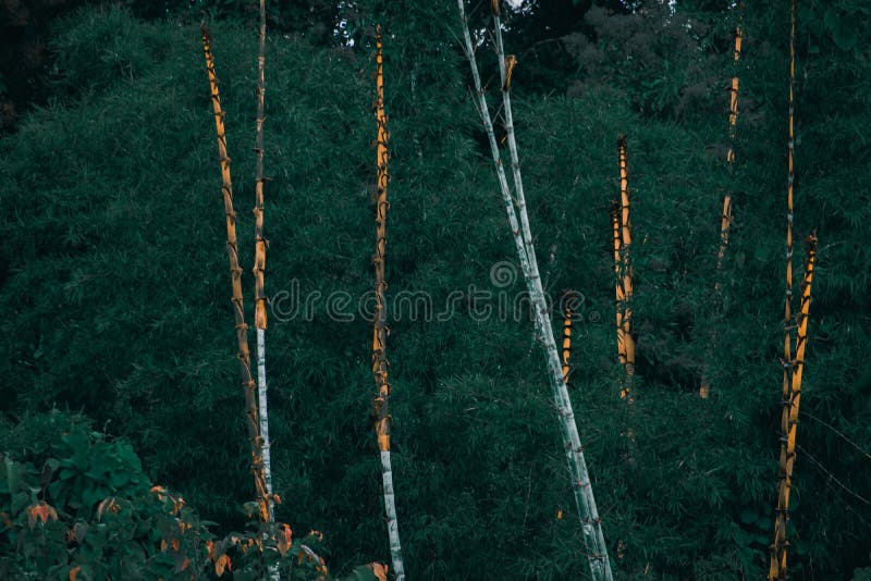 Landscape View of Bamboo Tree`s. Stock Image - Image of park, asian ...