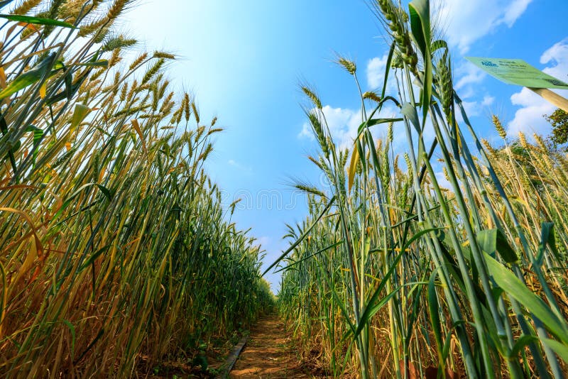 Rice Wheat Barely What Stock Photos - Free & Royalty-Free Stock Photos ...