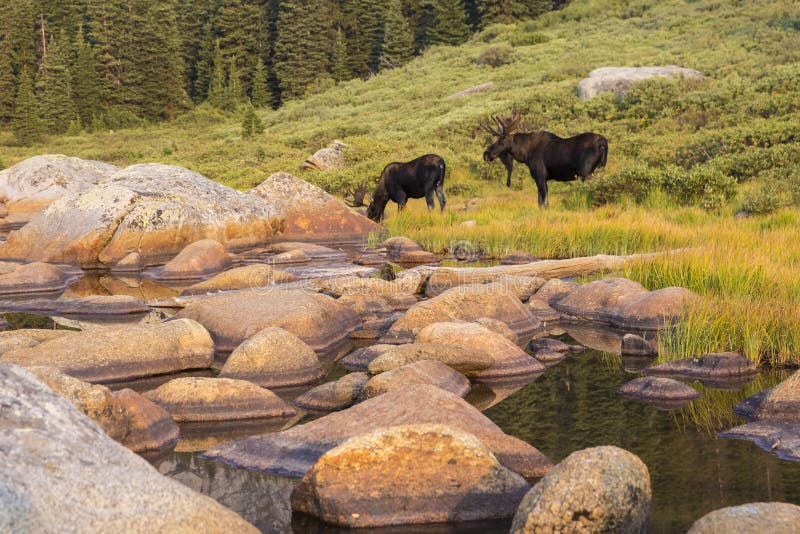 Lake Landscape in Mount Evans Wilderness Stock Photo - Image of alpine ...