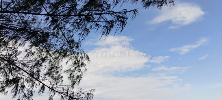 Landscape View Blue Sky and Pine Tree Stock Image - Image of blue, tree ...
