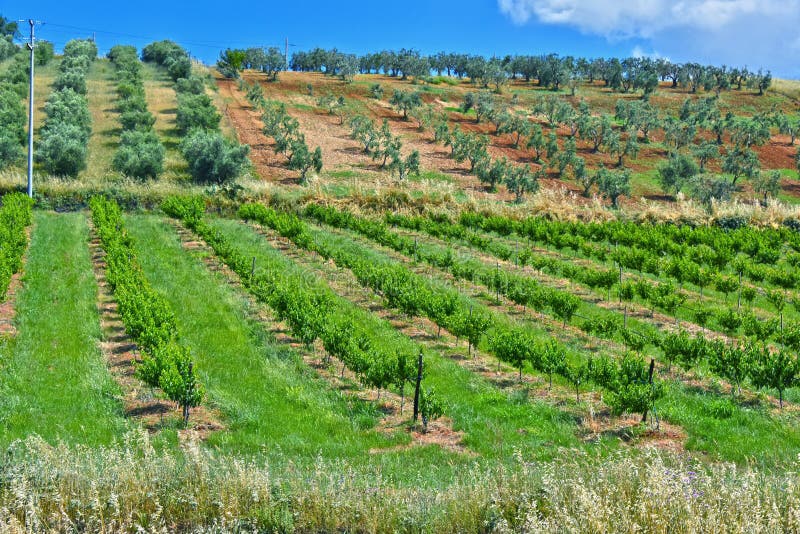 Landscape View of Calabria, Italy Stock Image - Image of field ...