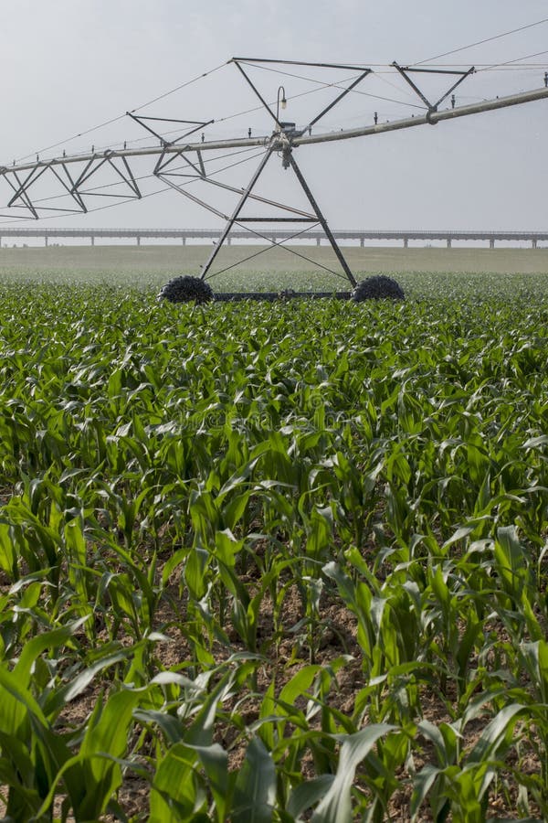 Irrigation of corn field stock photo. Image of portugal - 105958208