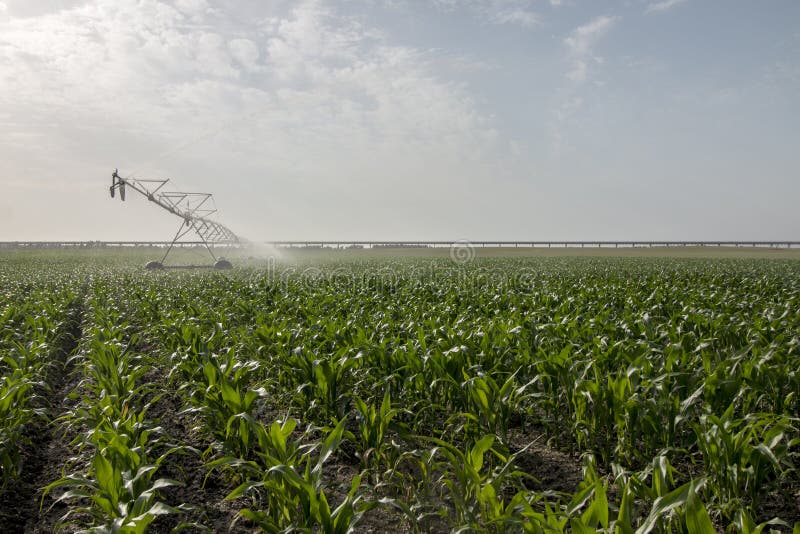 Irrigation of corn field stock image. Image of countryside - 105958267