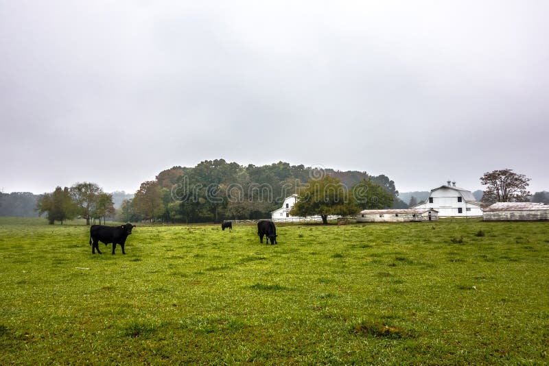 Landscape View of a Cow Farm Ranch in Fog Stock Image - Image of foggy ...