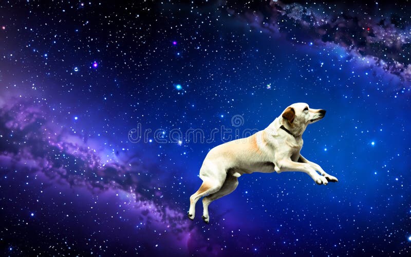 Content Dog Stock Illustrations – 1,646 Content Dog Stock Illustrations ...