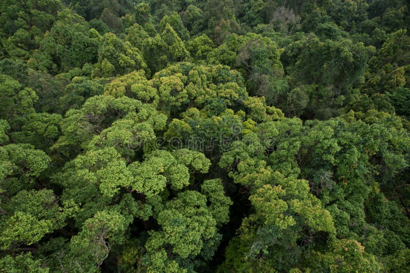 Landscape View of Dry Tropical Evergreen Forest,Thailand Stock Image ...