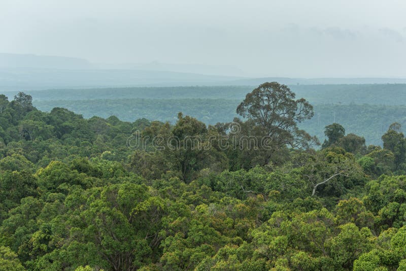 Landscape View of Dry Tropical Evergreen Forest,Thailand Stock Photo ...