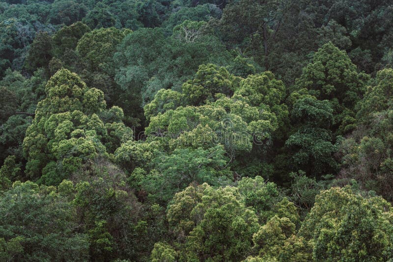 21,355 Tropical Evergreen Forest Photos - Free & Royalty-Free Stock ...