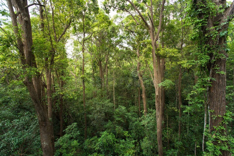 Landscape View of Dry Tropical Evergreen Forest,Thailand Stock Photo ...
