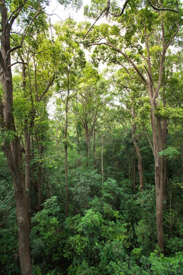 Landscape View of Dry Tropical Evergreen Forest,Thailand Stock Image ...