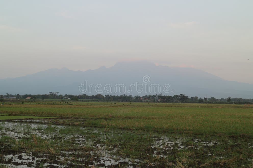Landscape View of Empty Rice Field Stock Photo - Image of bright, food ...