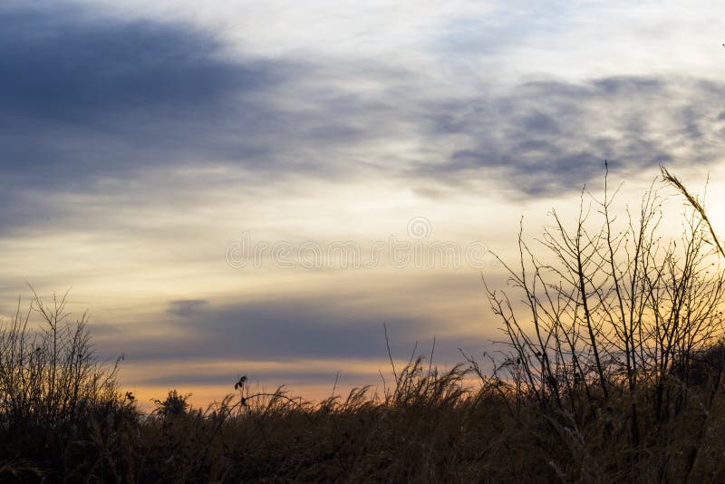 Landscape and View of the Field during Sunset, Trees and Plants Shadows ...