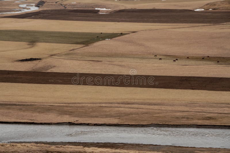 Landscape View of the Fields Full of Cattle Near the Water Stream Stock ...
