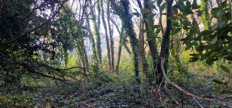 Landscape View of a Forest in the Middle of the Jungle. Stock Image ...