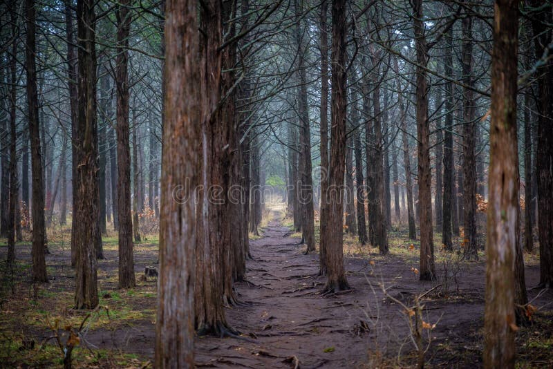 Landscape View of the Forest of Parallel Trees with Fog Stock Image ...