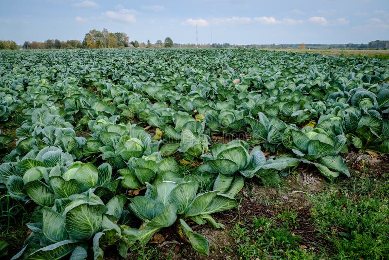 Landscape View of a Freshly Growing Beautiful Cabbage Field, Selective ...
