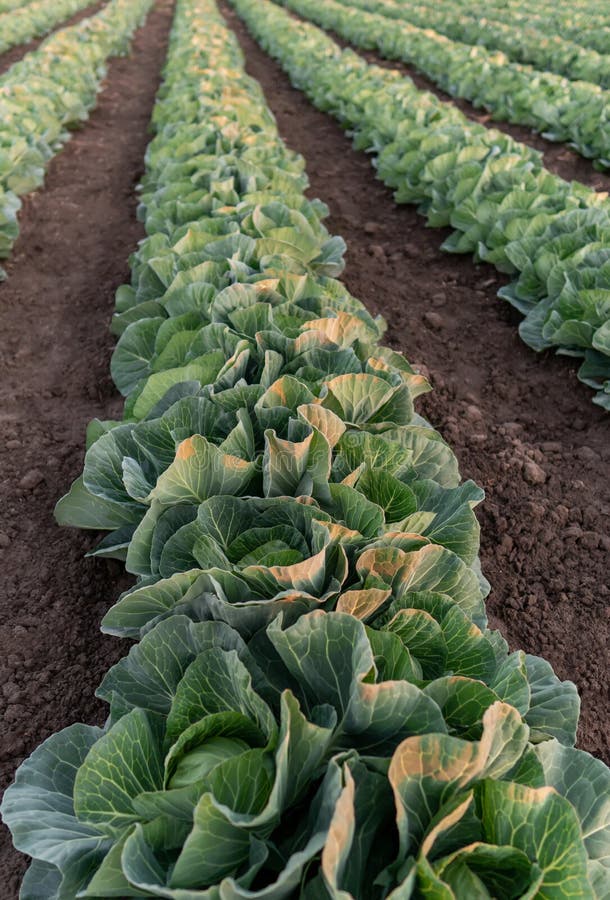Landscape View of a Freshly Growing Cabbage Field Stock Photo - Image ...