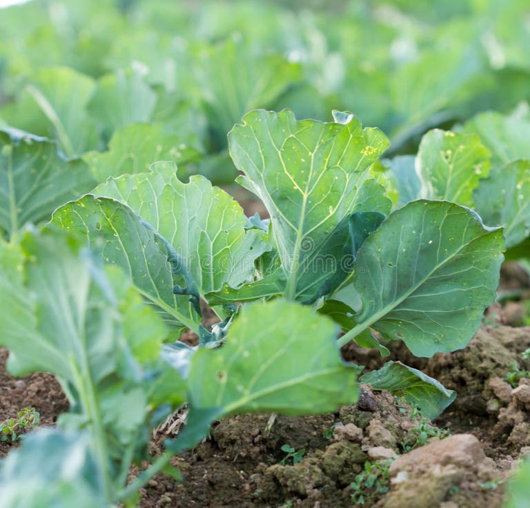 Landscape View of a Freshly Growing Cabbage Field Stock Image - Image of cultivate, farming ...