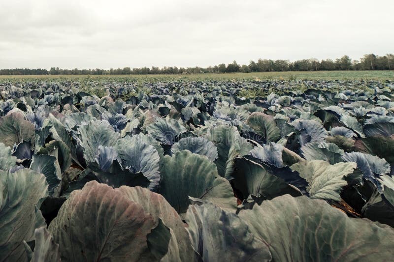 Landscape View of a Freshly Growing Cabbage Field Stock Photo - Image ...