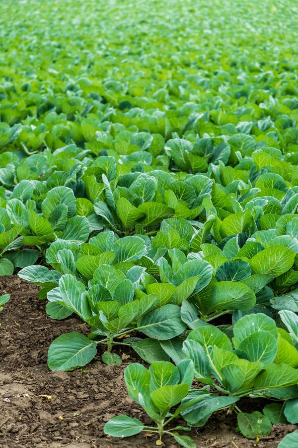 Cabbage field stock photo. Image of produce, cultivated - 191119070