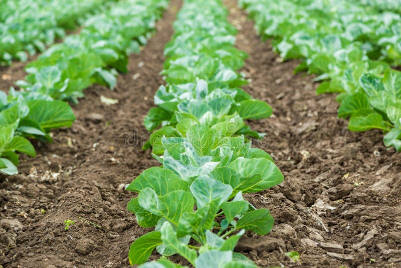 Cabbage field stock image. Image of cabbage, rows, farming - 191630531