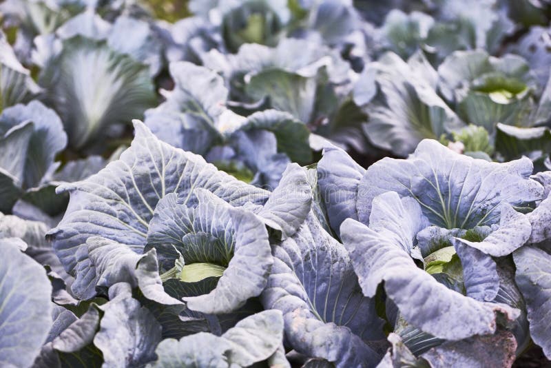 Landscape View of a Freshly Growing Cabbage Field. Stock Image - Image ...