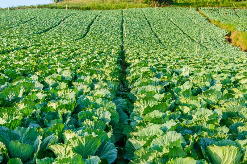 Landscape View of a Freshly Growing Cabbage Field. Stock Image - Image ...
