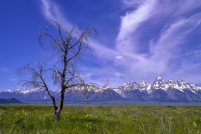 Springtime in the Grand Tetons Stock Image - Image of spring, tetons ...