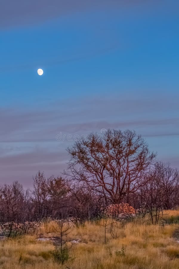 Landscape View with Grass Field and Forest in the Distance, Moon and ...